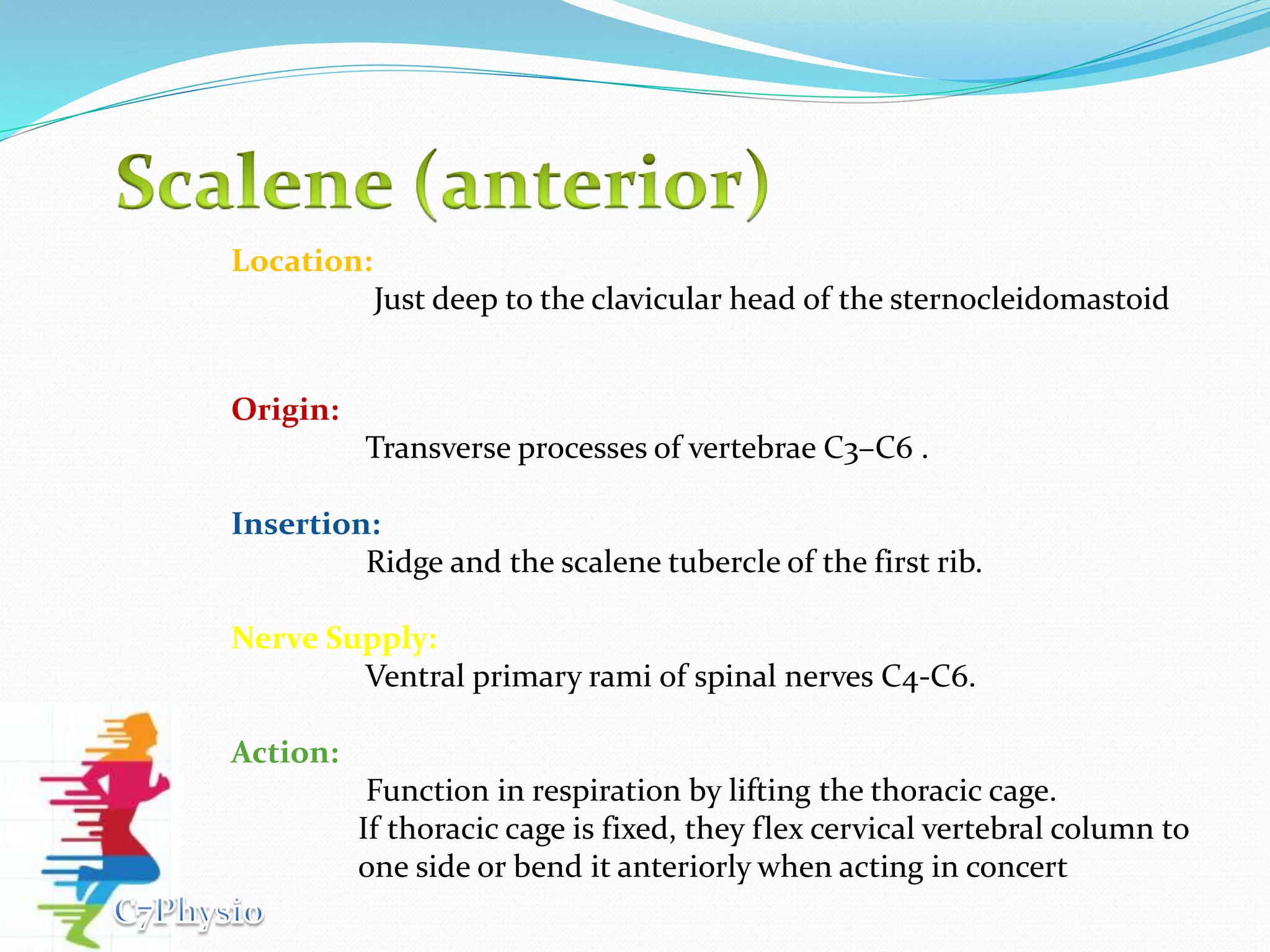 Muscles of neck | PPTX
