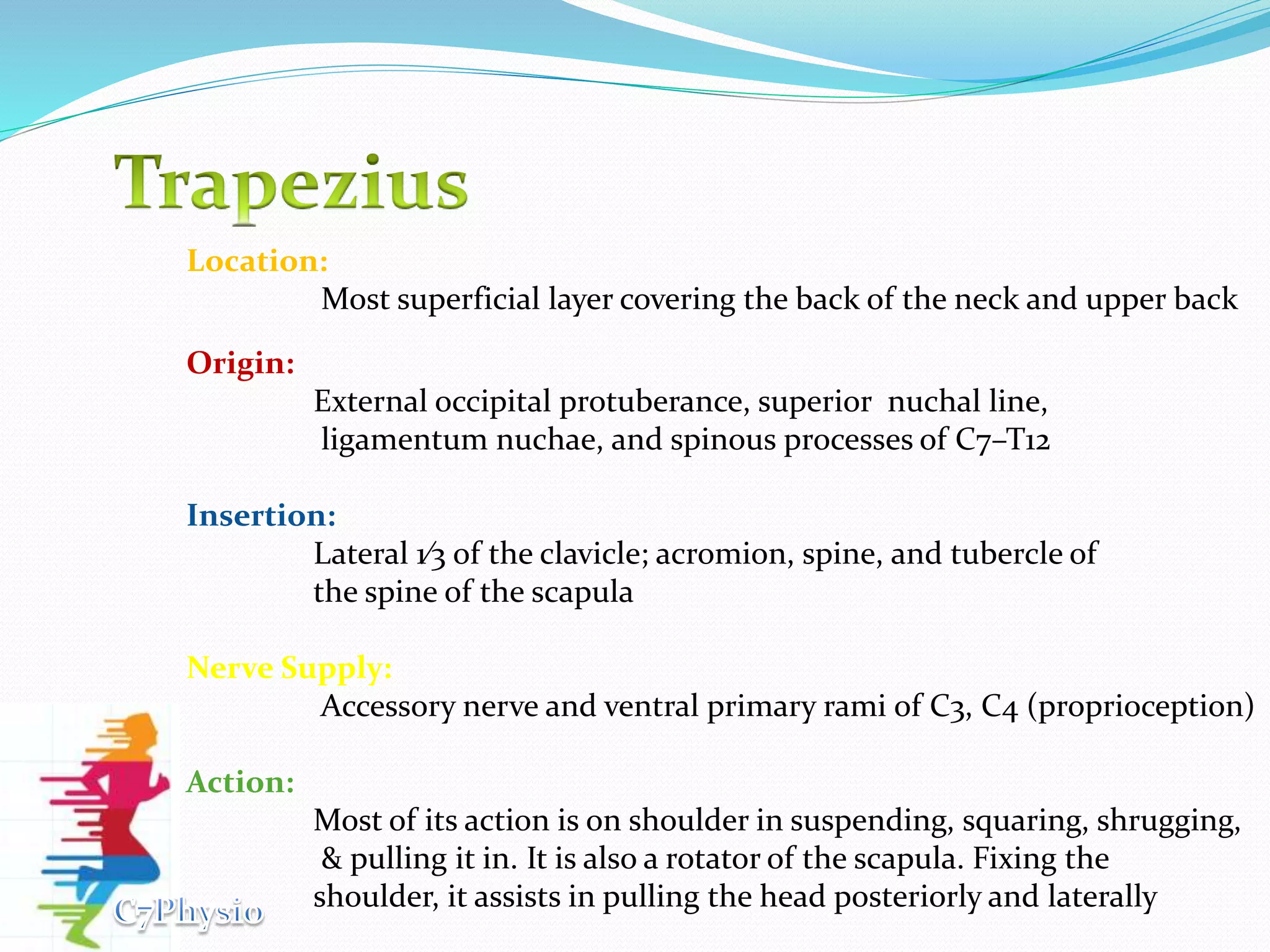 Muscles of neck | PPTX