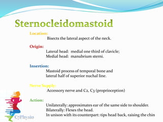 Muscles of neck | PPTX