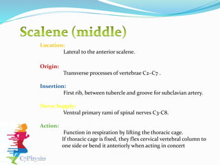 Muscles of neck | PPTX