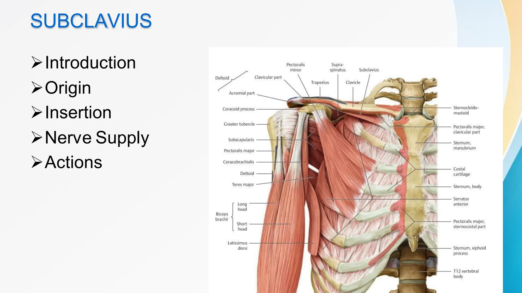 Muscles of Pectoral Girdle anatomy ppt.pdf