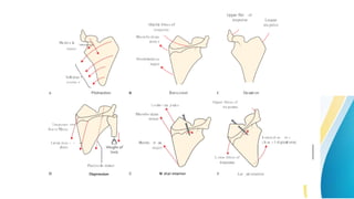Muscles of Pectoral Girdle anatomy ppt.pdf