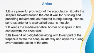 Muscles of Pectoral Girdle anatomy ppt.pdf