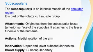Muscles of Pectoral Girdle anatomy ppt.pdf