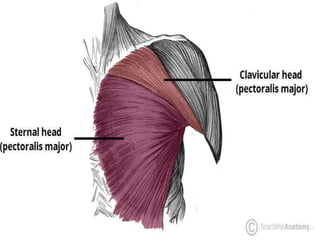 Muscles of Pectoral region .pptx