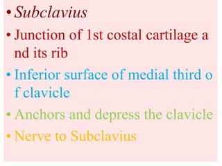 Muscles of Pectoral region .pptx