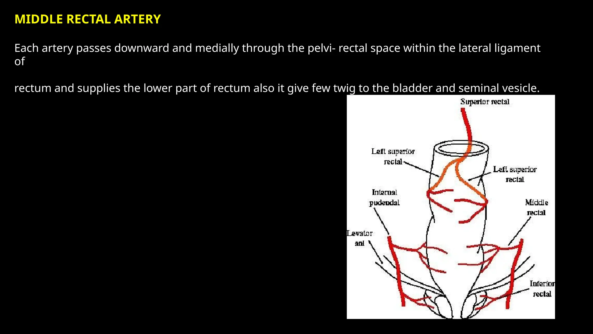 muscles of pelvis and vessels can be use to take lecture | PPTX