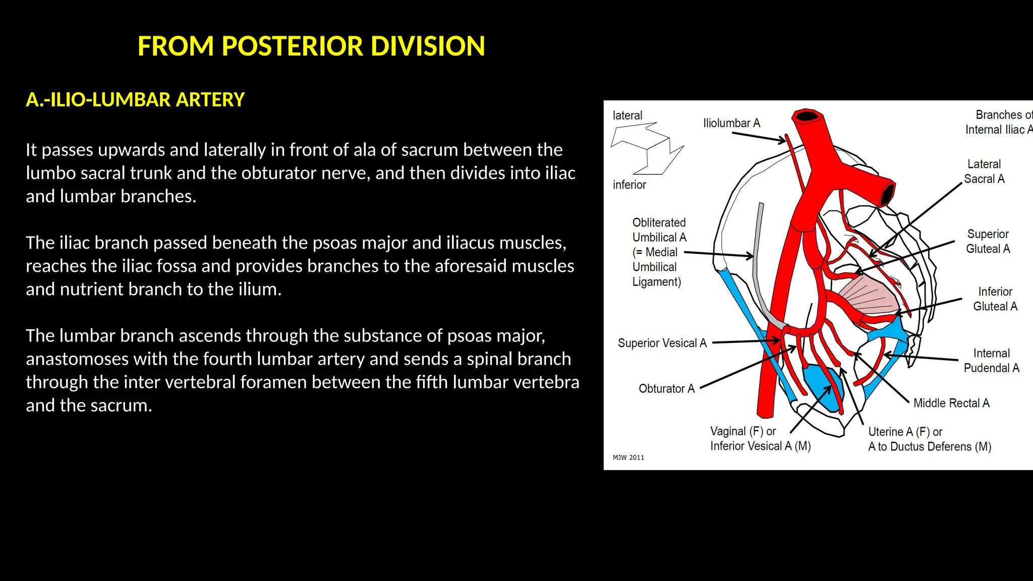 muscles of pelvis and vessels can be use to take lecture | PPTX