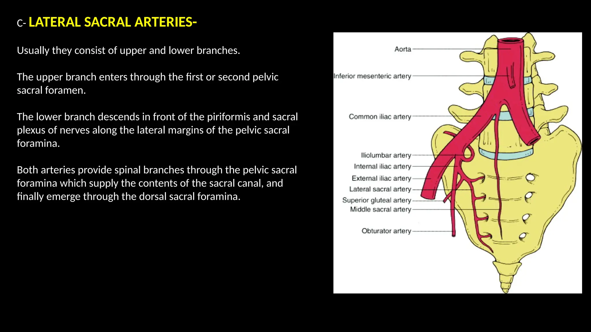 muscles of pelvis and vessels can be use to take lecture | PPTX