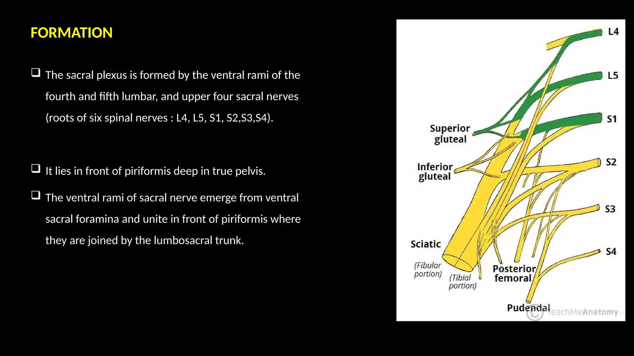 muscles of pelvis and vessels can be use to take lecture | PPTX
