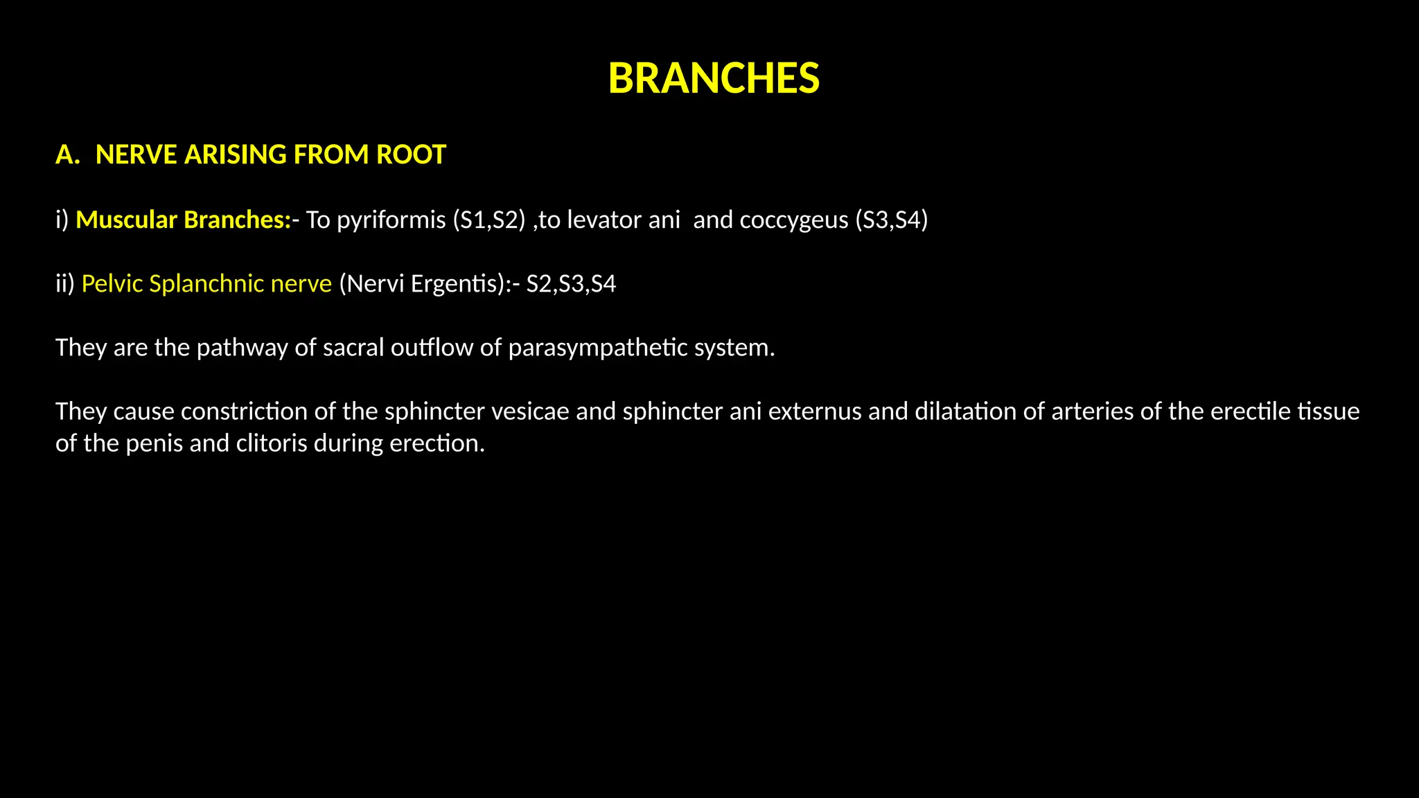 muscles of pelvis and vessels can be use to take lecture | PPTX