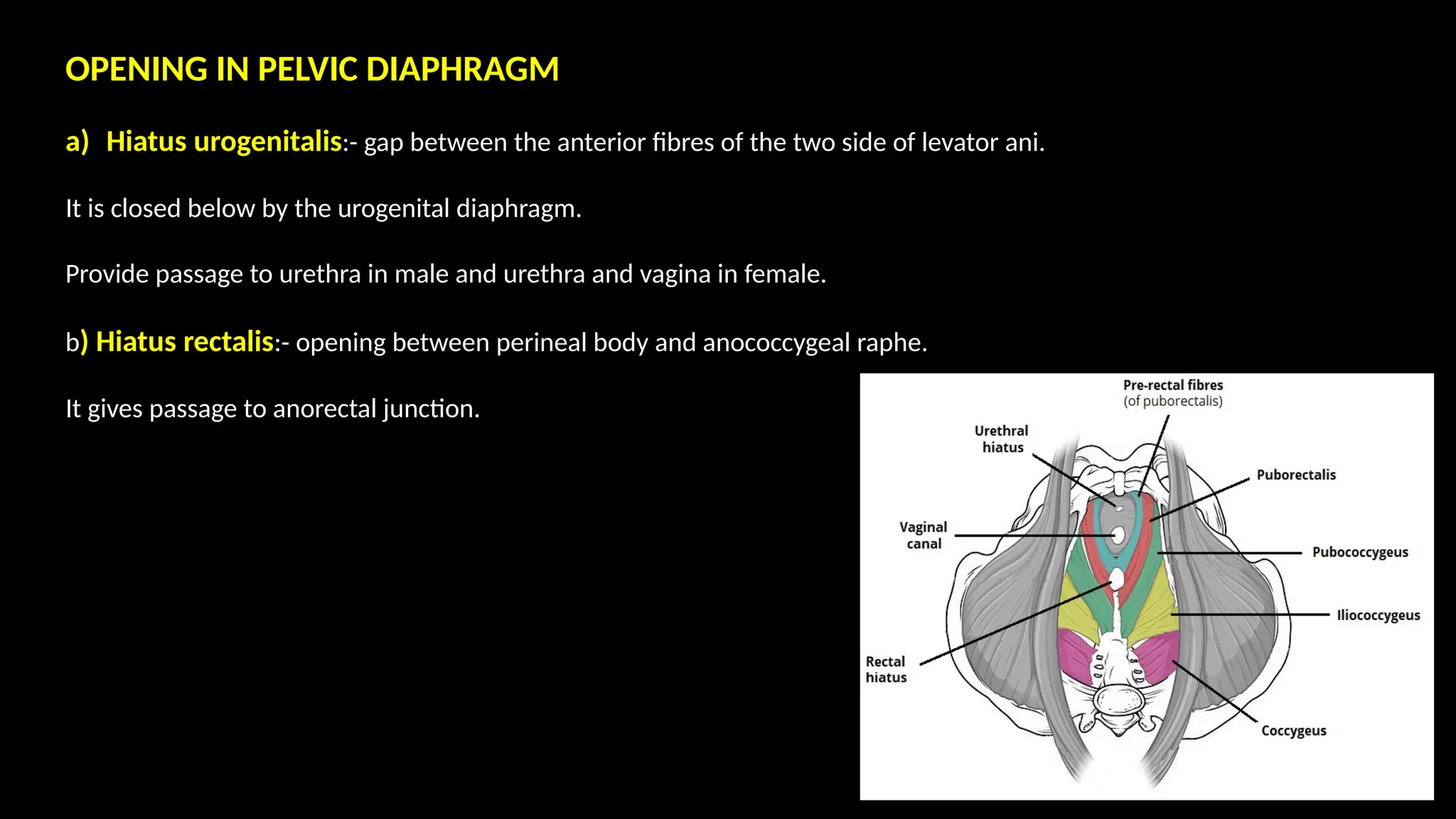 muscles of pelvis and vessels can be use to take lecture | PPTX