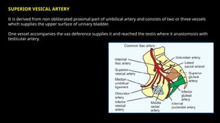 muscles of pelvis and vessels can be use to take lecture | PPTX