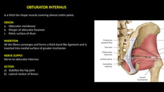 muscles of pelvis and vessels can be use to take lecture | PPTX