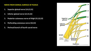muscles of pelvis and vessels can be use to take lecture | PPTX