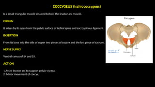 muscles of pelvis and vessels can be use to take lecture | PPTX