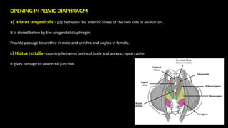 muscles of pelvis and vessels can be use to take lecture | PPTX