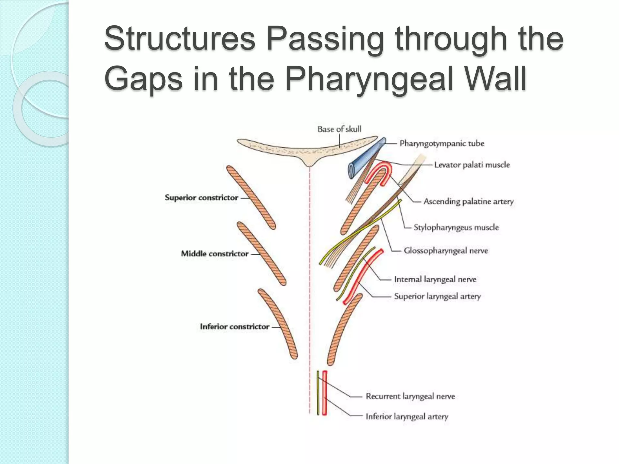 Muscles of Pharynx | PPTX