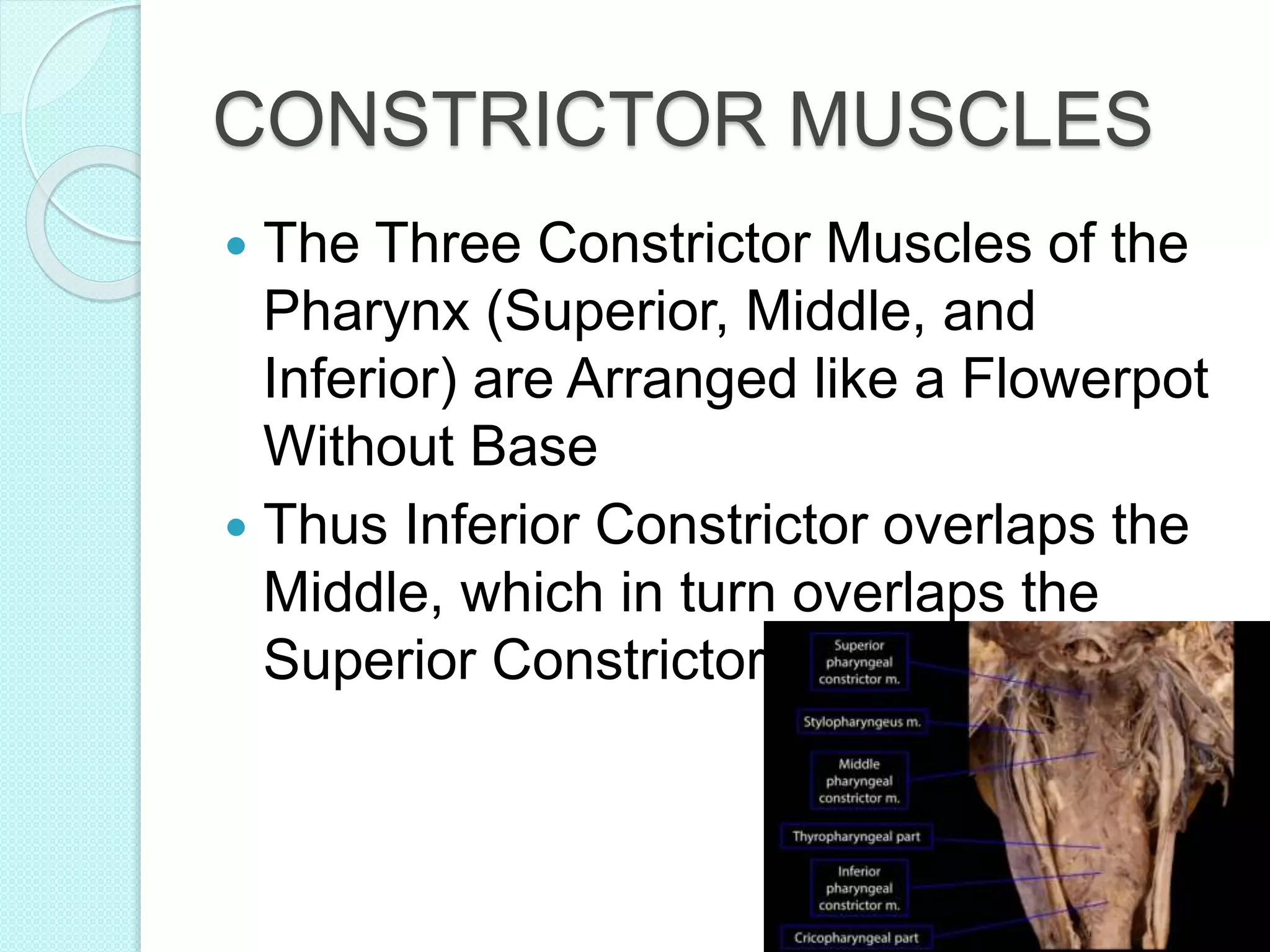 Muscles of Pharynx | PPTX