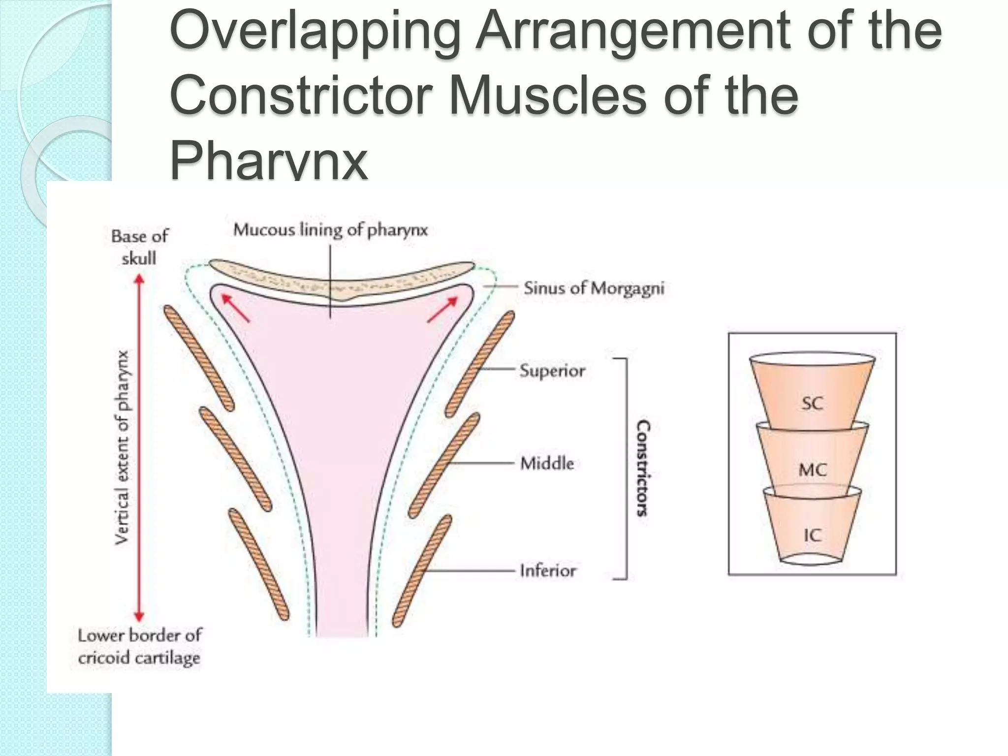 Muscles of Pharynx | PPTX