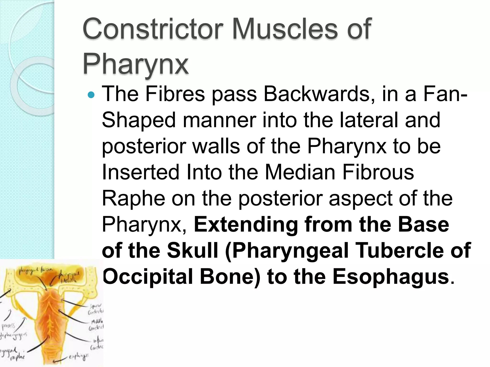 Muscles of Pharynx | PPTX