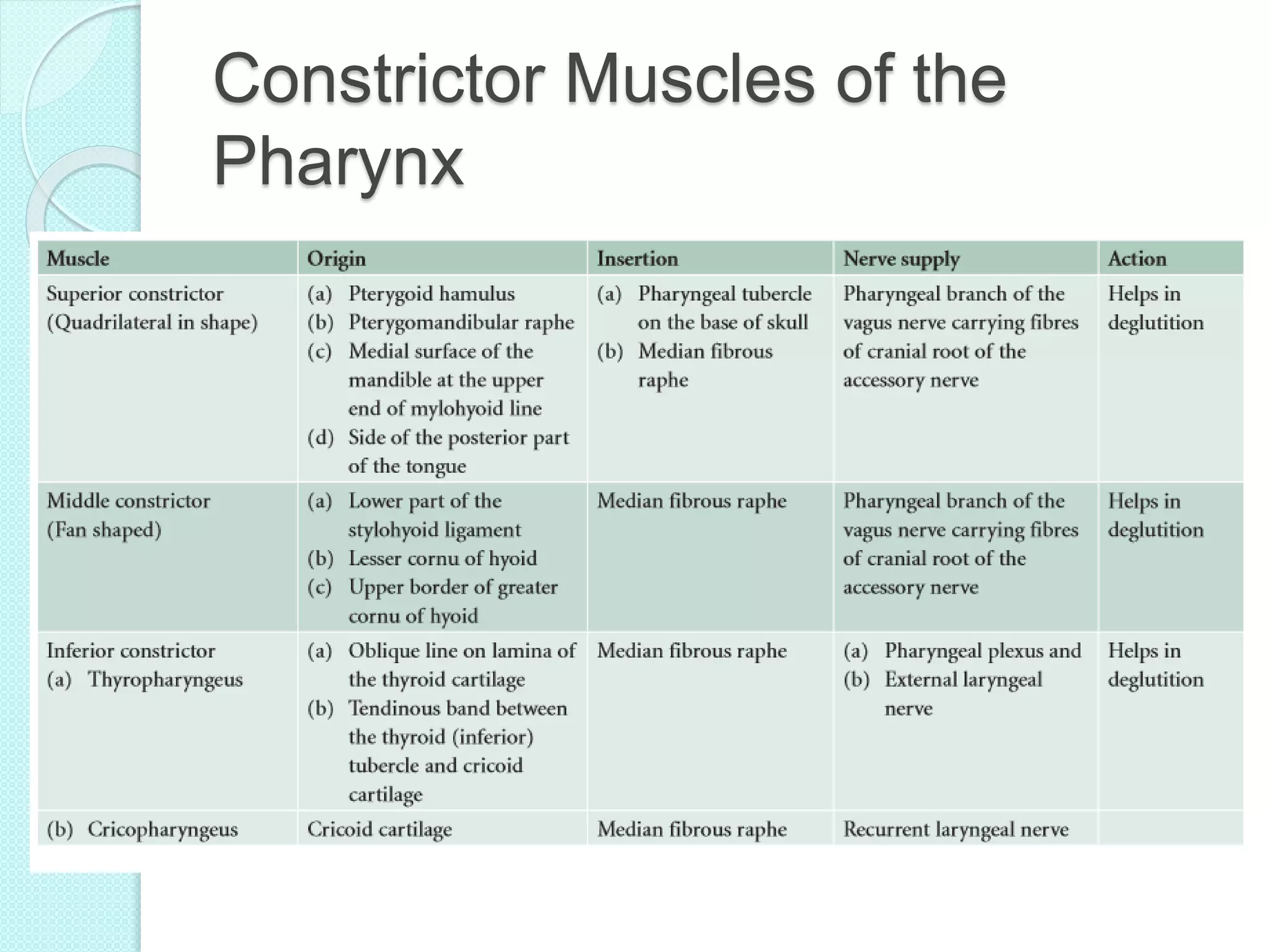 Muscles of Pharynx | PPTX