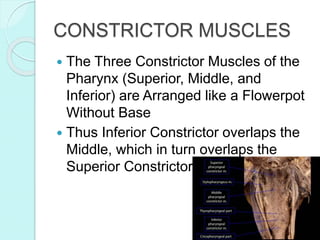 Muscles of Pharynx | PPTX
