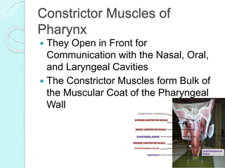 Muscles of Pharynx | PPTX