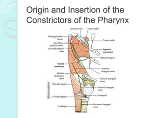 Muscles of Pharynx | PPTX