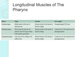 Muscles Of The Pharynx