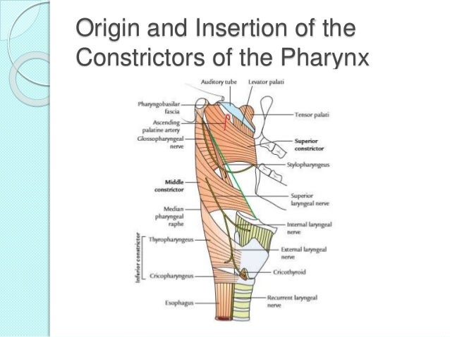 Muscles of Pharynx