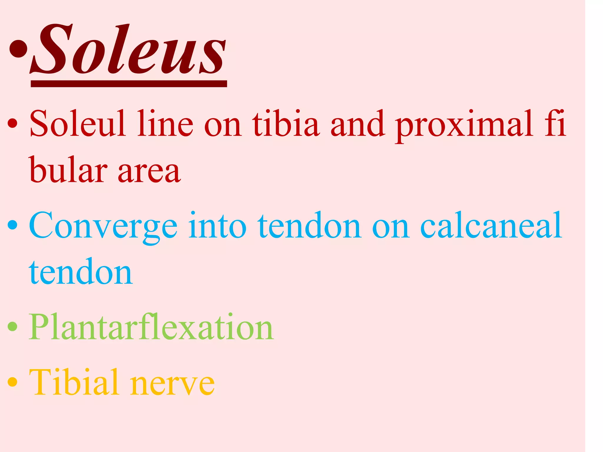 Muscles of posterior compartment of leg .pptx