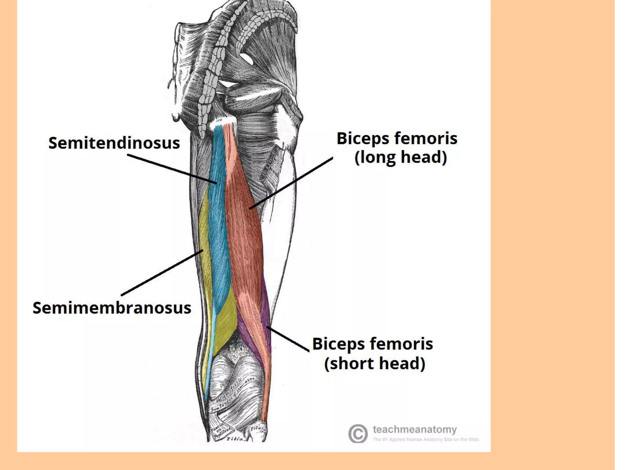 Muscles of posterior compartment of thigh(3).pptx