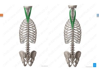 Muscles of posterior Neck region (1) (1).pptx