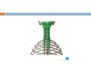 Muscles of posterior Neck region (1) (1).pptx