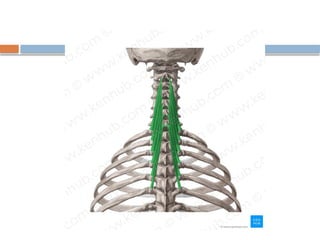 Muscles of posterior Neck region (1) (1).pptx