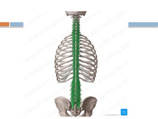 Muscles of posterior Neck region (1) (1).pptx