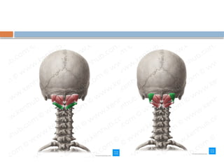 Muscles of posterior Neck region (1) (1).pptx