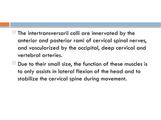 Muscles of posterior Neck region (1) (1).pptx