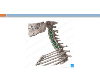 Muscles of posterior Neck region (1) (1).pptx