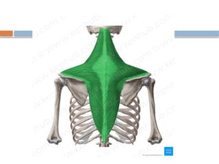 Muscles of posterior Neck region (1) (1).pptx