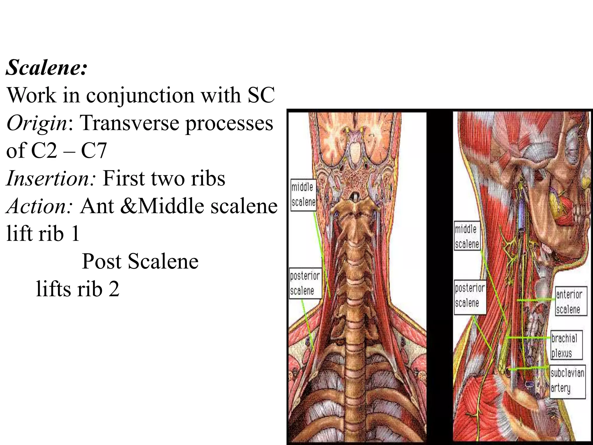 Muscles of respiration Dr. MADHUKIRAN, MD.PULMONOLOGY | PPTX