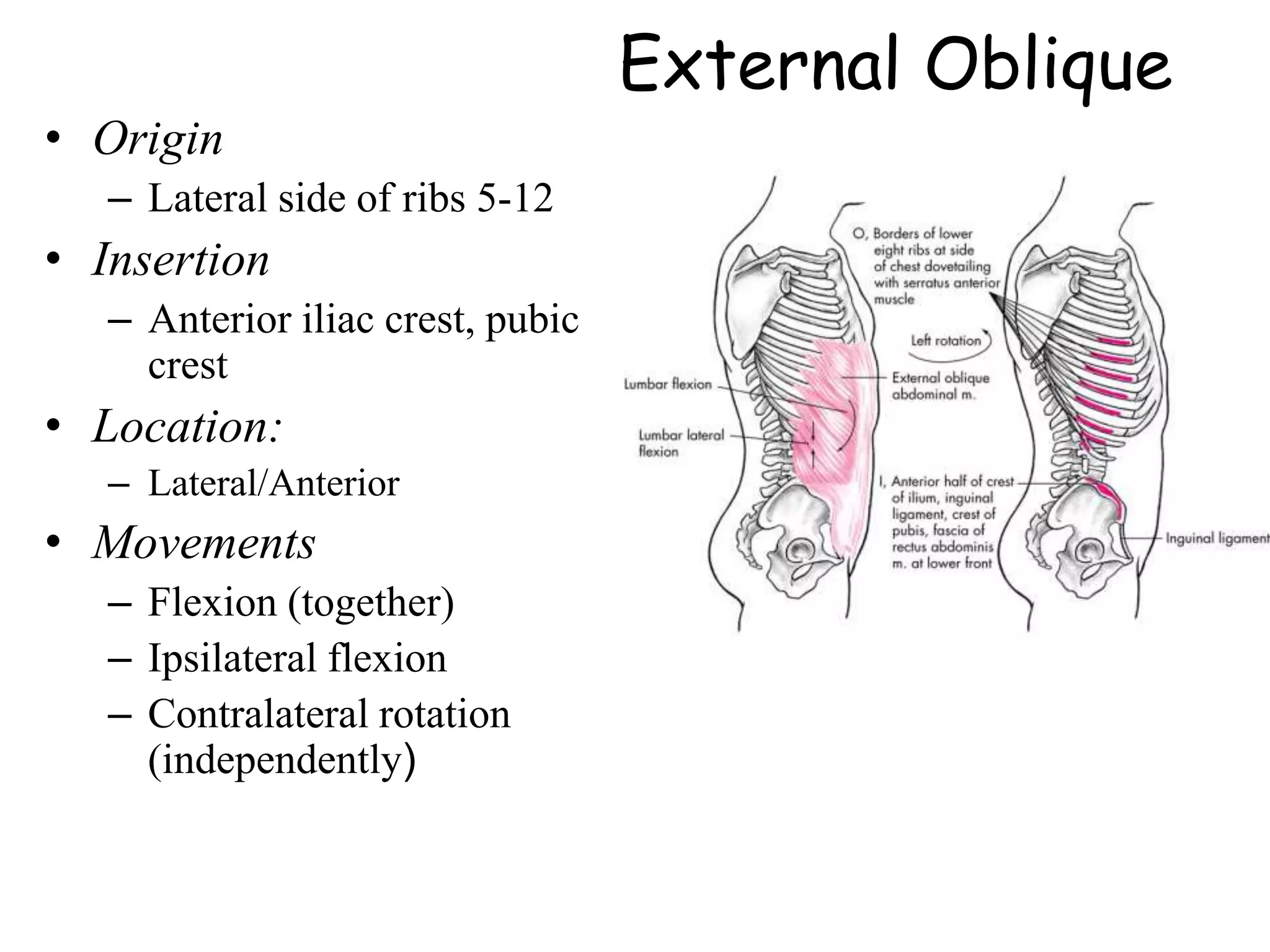 Muscles of respiration Dr. MADHUKIRAN, MD.PULMONOLOGY | PPTX