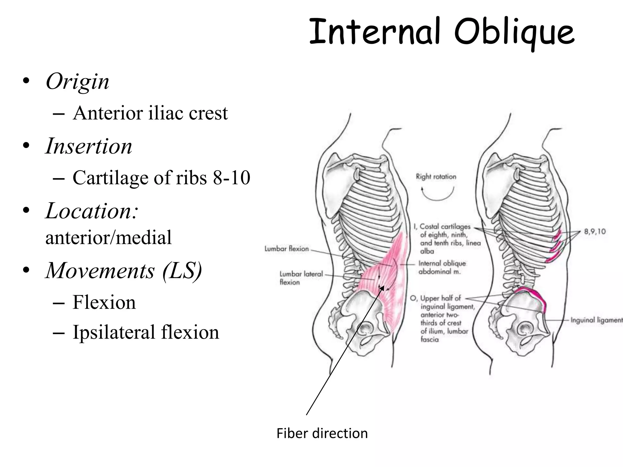 Muscles of respiration Dr. MADHUKIRAN, MD.PULMONOLOGY | PPTX