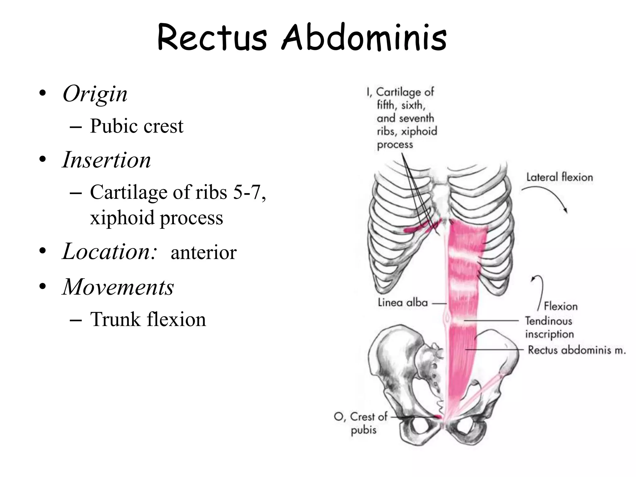 Muscles of respiration Dr. MADHUKIRAN, MD.PULMONOLOGY | PPTX