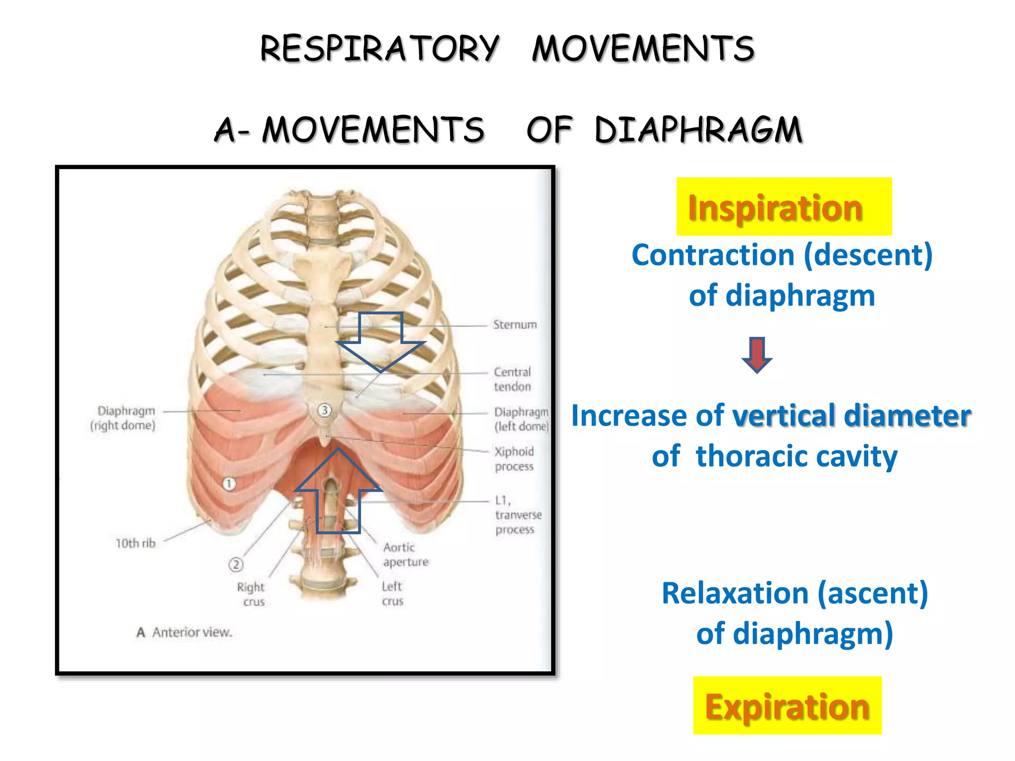 Muscles of respiration Dr. MADHUKIRAN, MD.PULMONOLOGY | PPTX