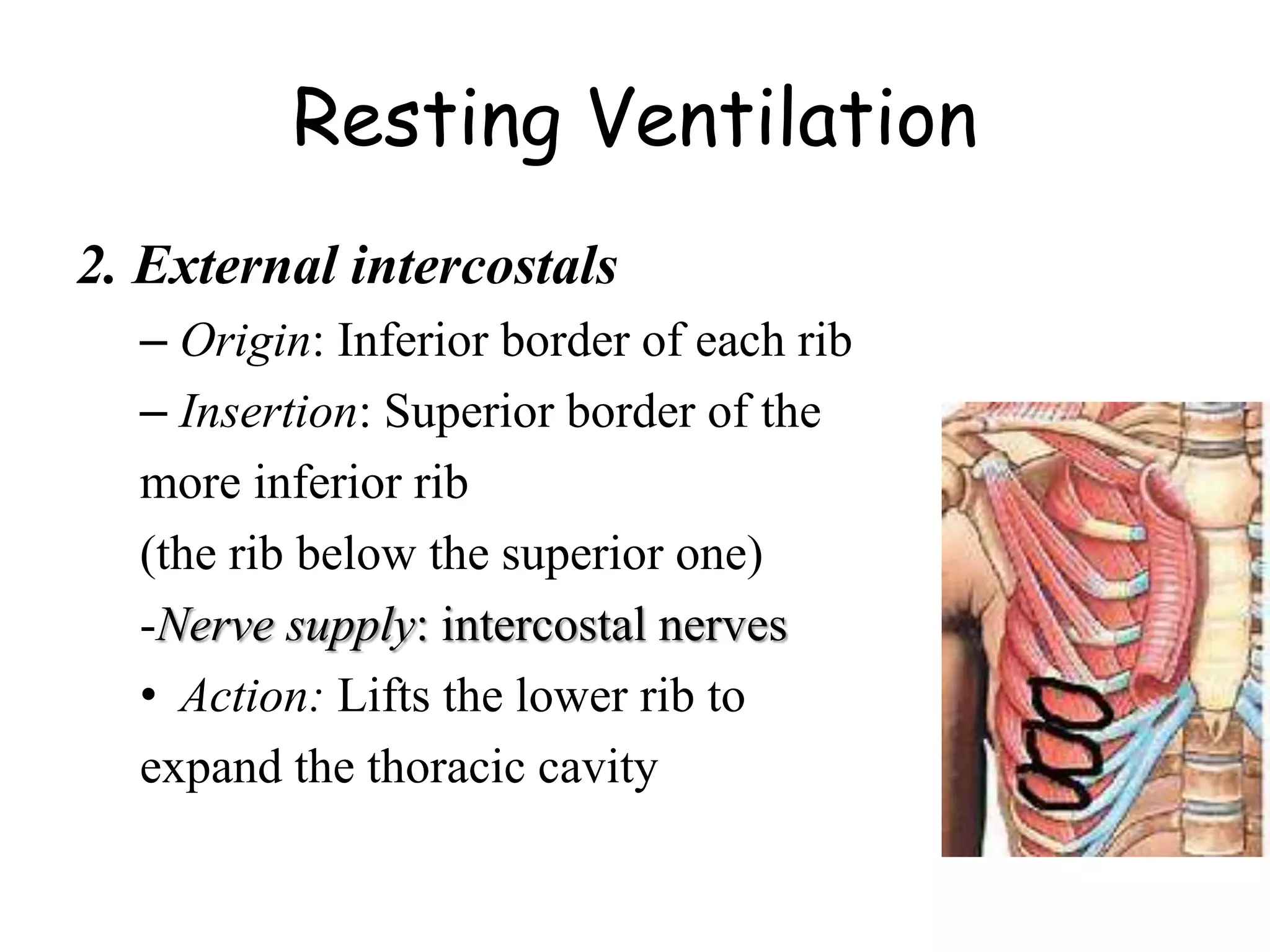 Muscles of respiration Dr. MADHUKIRAN, MD.PULMONOLOGY | PPTX
