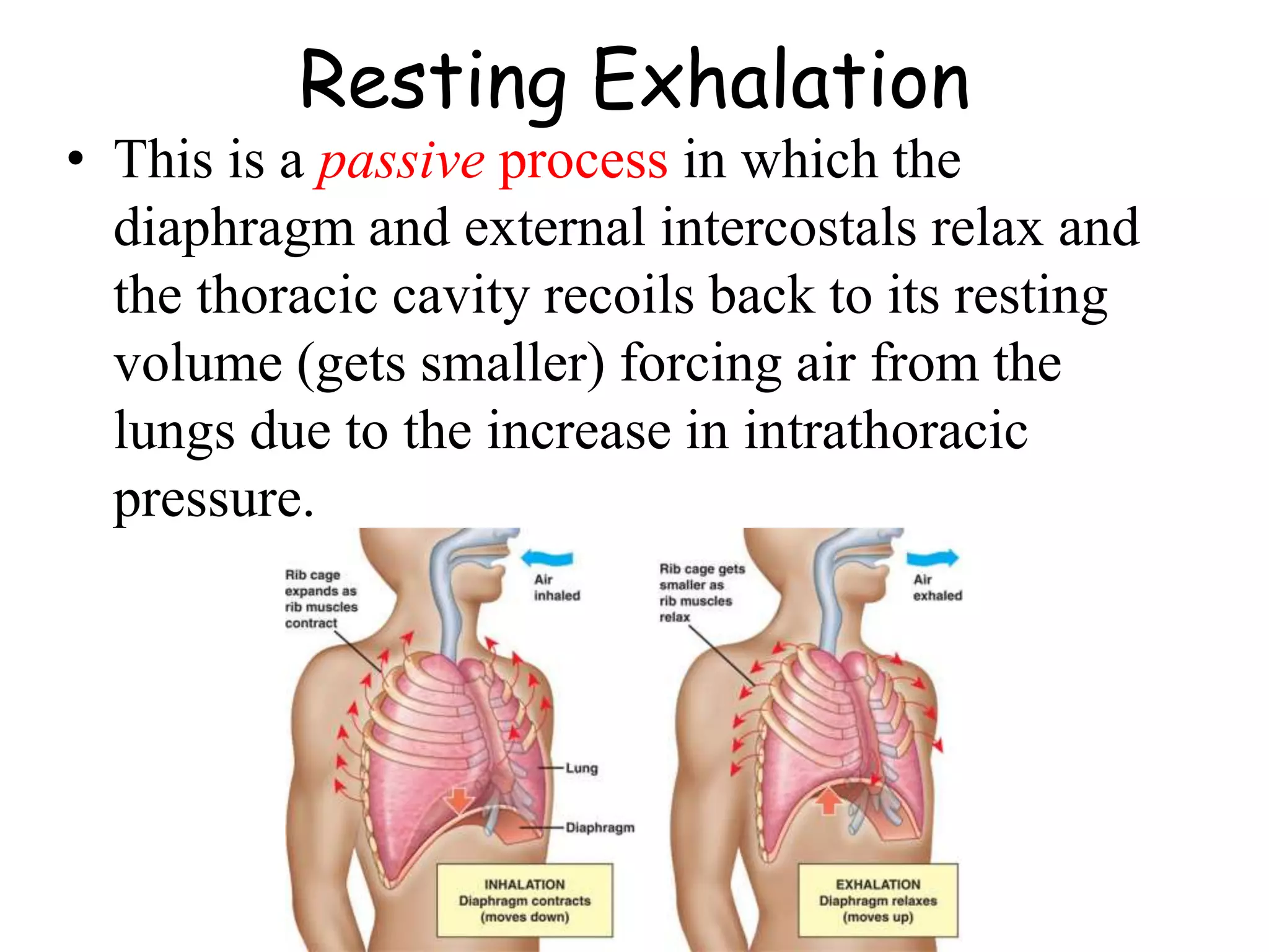 Muscles of respiration Dr. MADHUKIRAN, MD.PULMONOLOGY | PPTX