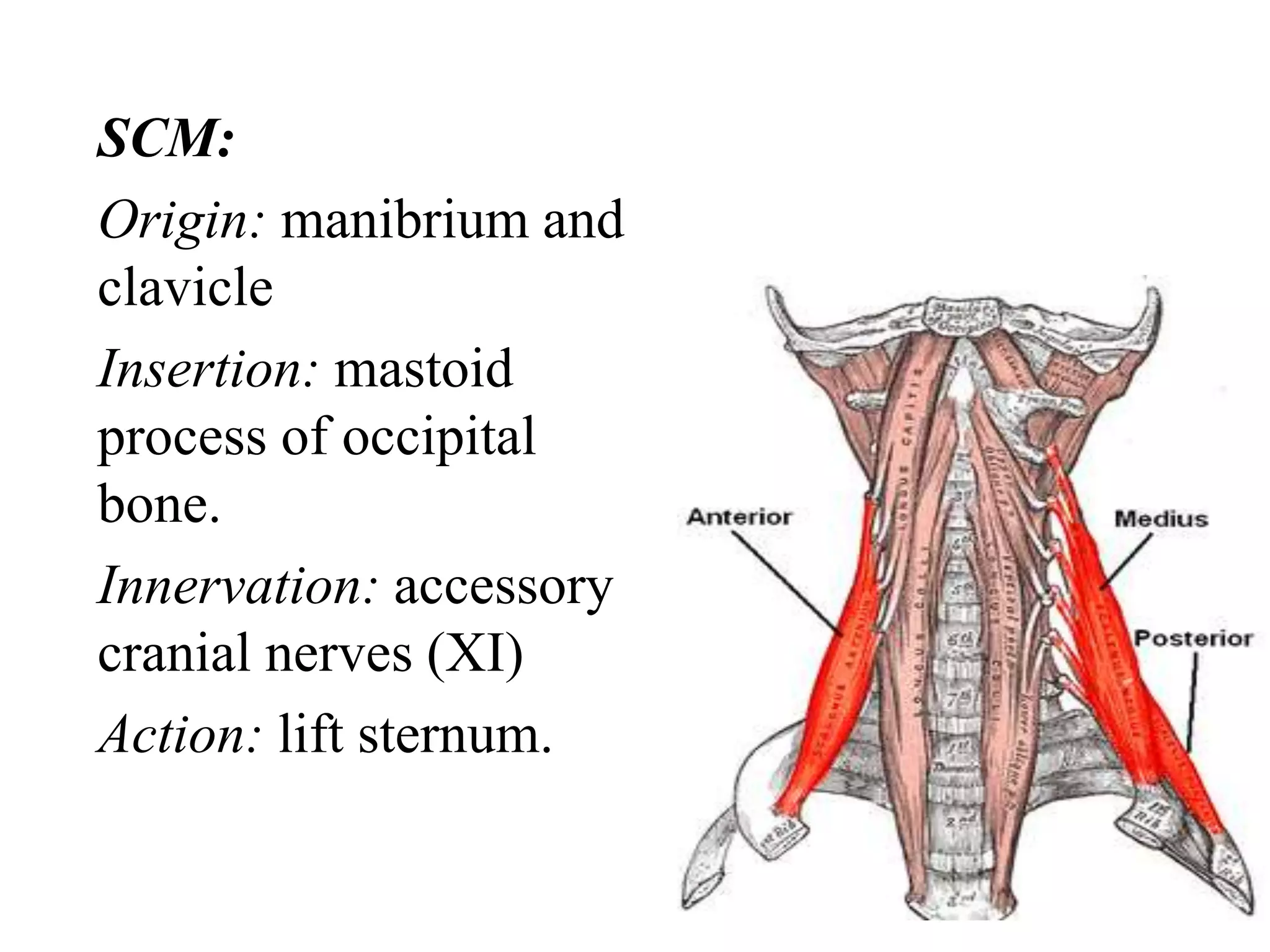 Muscles of respiration Dr. MADHUKIRAN, MD.PULMONOLOGY | PPTX