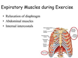 Muscles of respiration Dr. MADHUKIRAN, MD.PULMONOLOGY | PPTX
